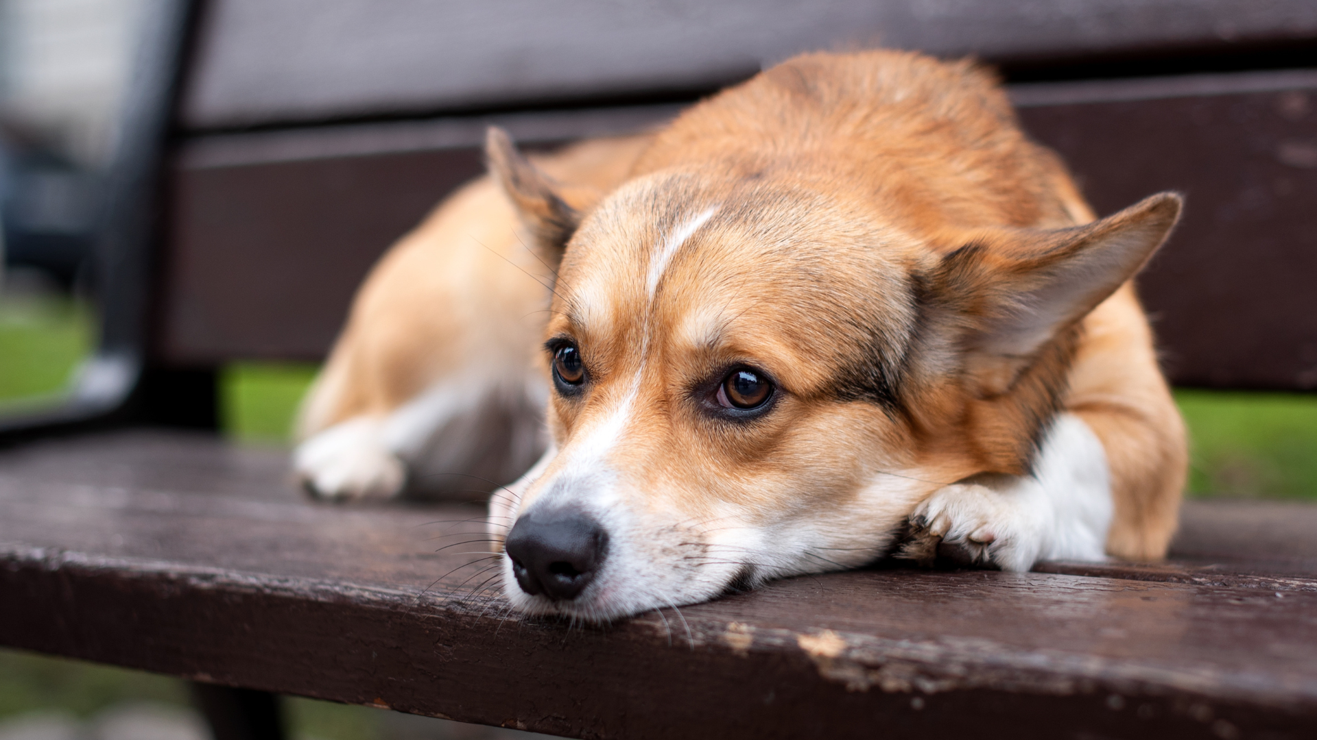 Baby Corgi Crying