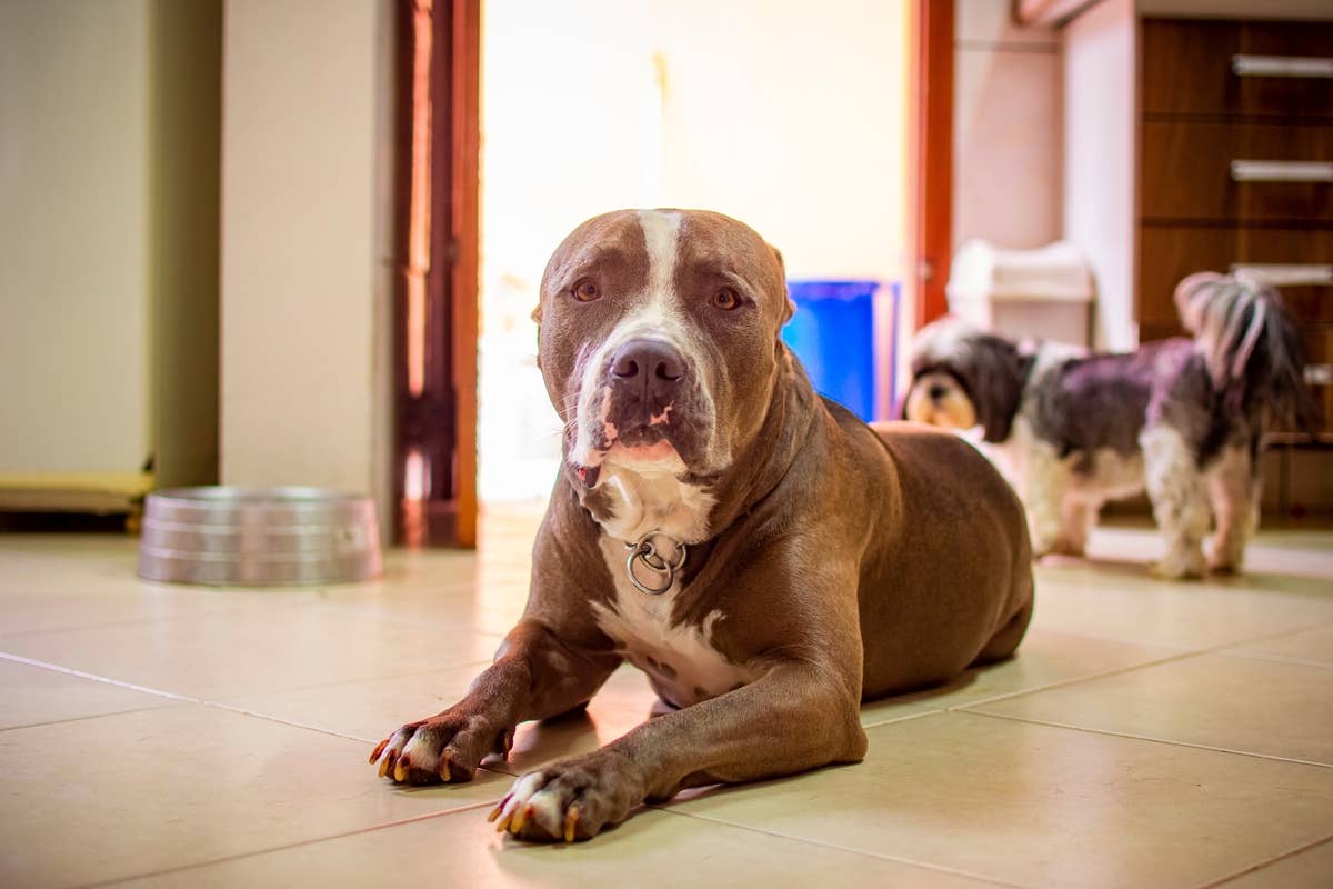 Pitbull Sitting