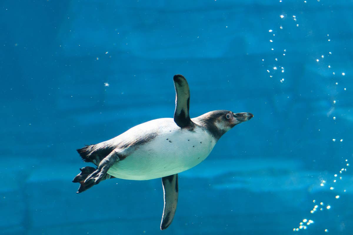 Penguin Swimming Underwater