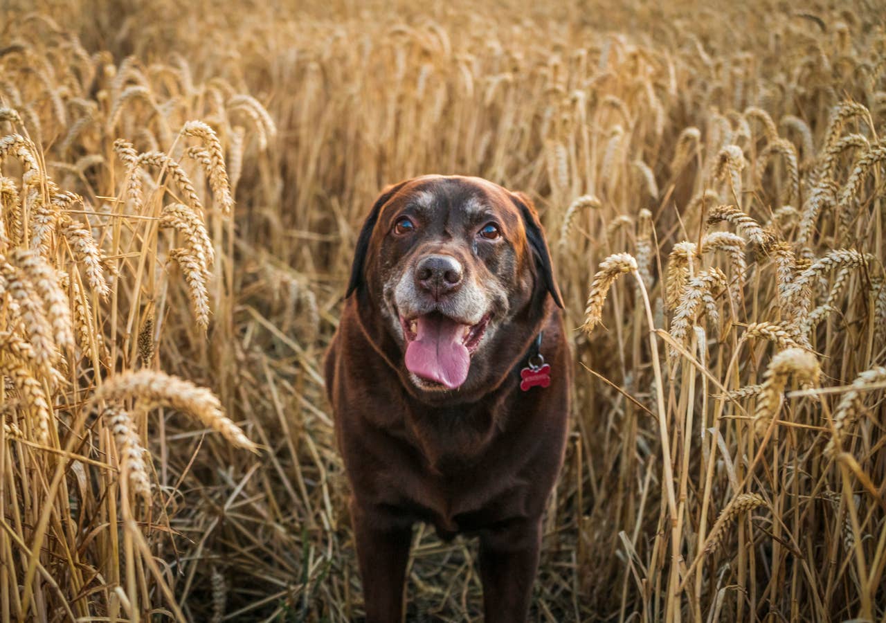 Brown Dogs Names