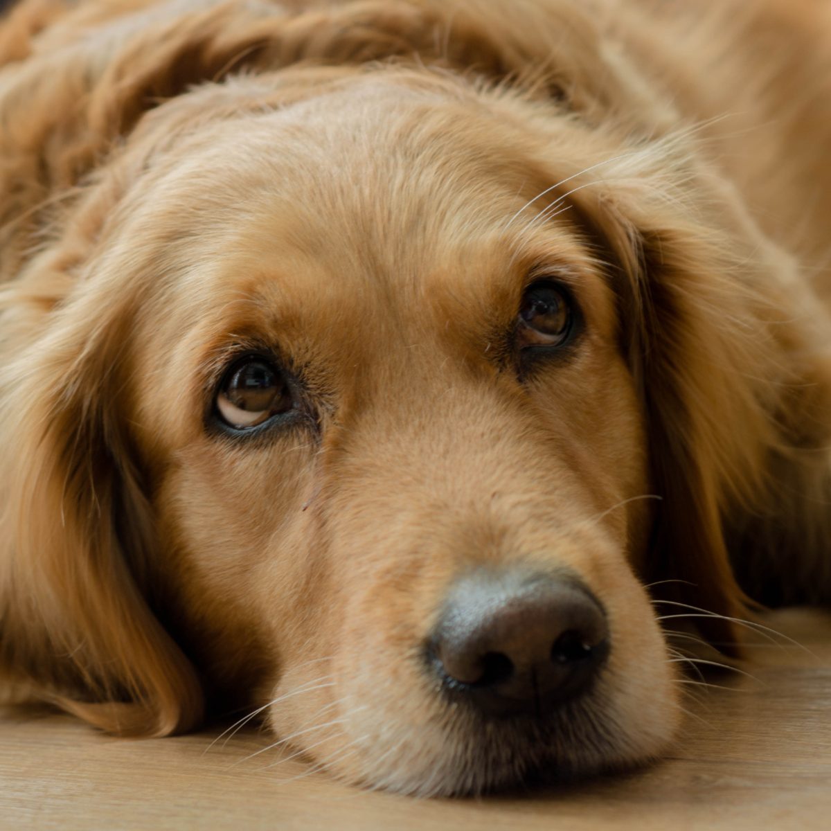 sad golden retriever eyes