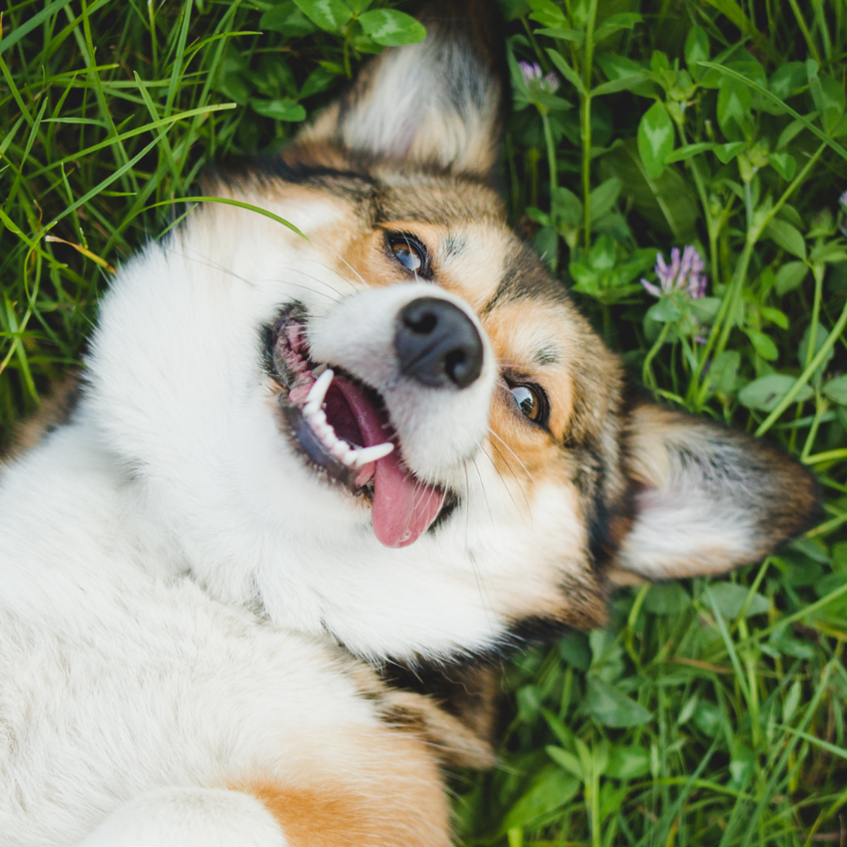 smiling corgi