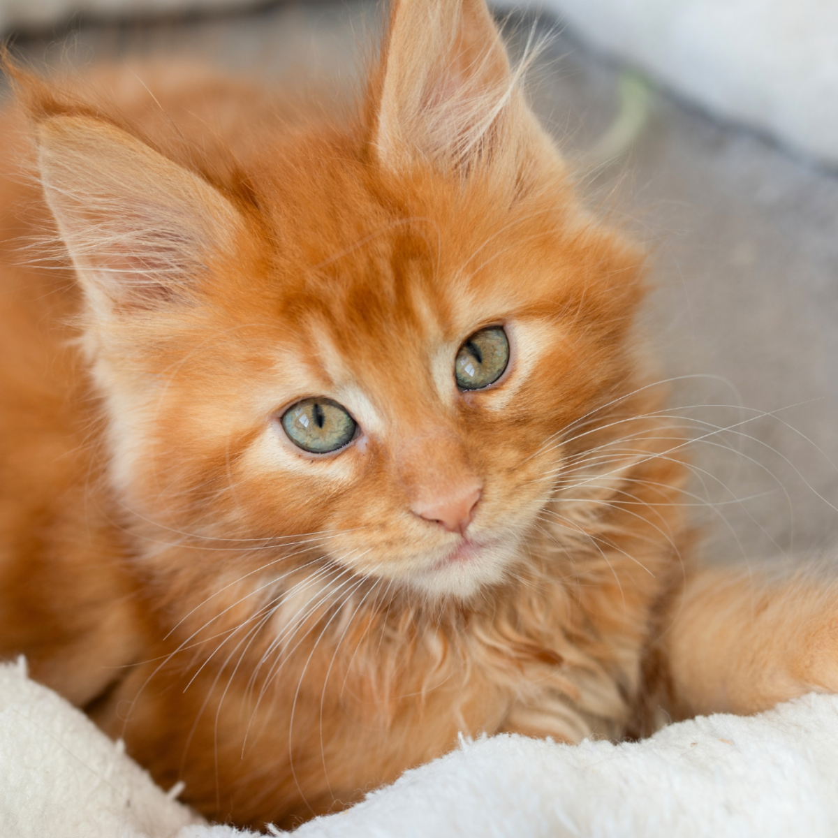 fluffy ginger kitten