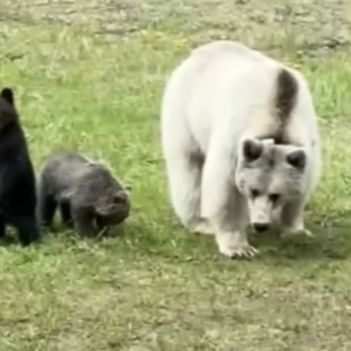 albino grizzly bear sent to antarctica