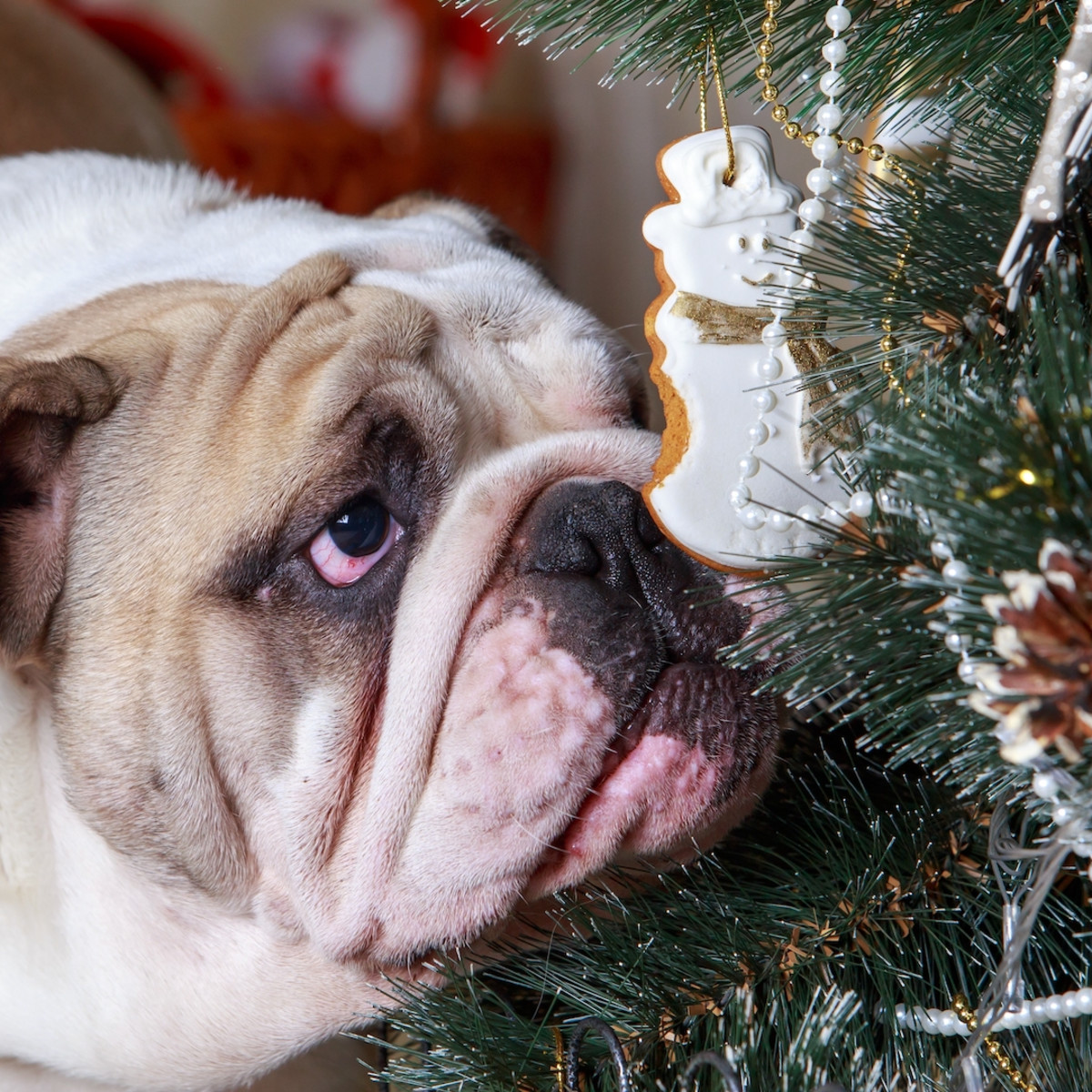 christmas english bulldog