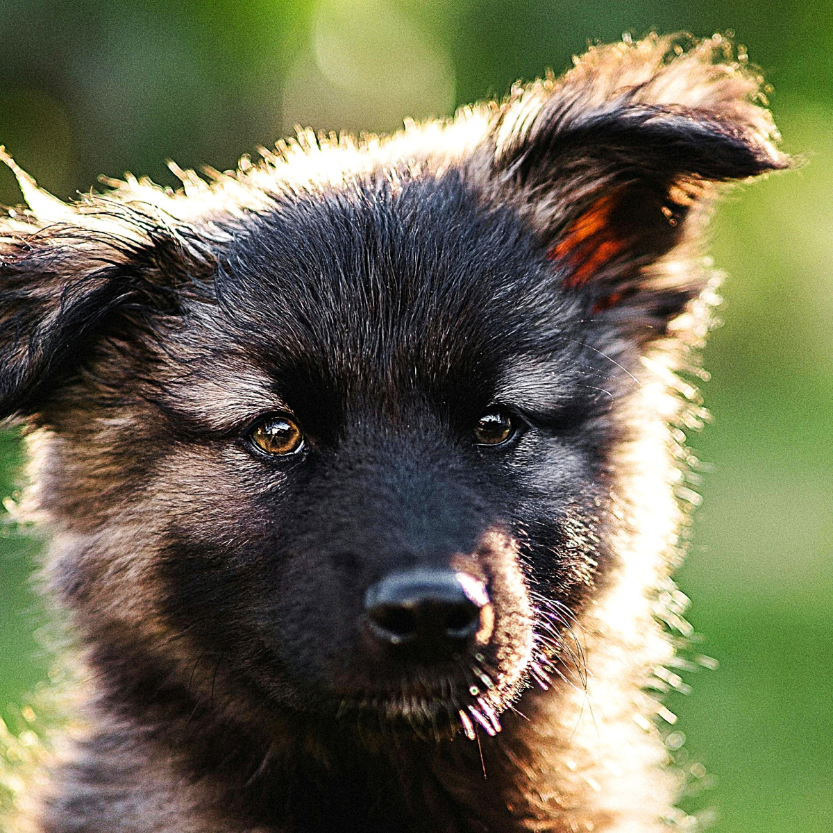 do german shepherds bite hard