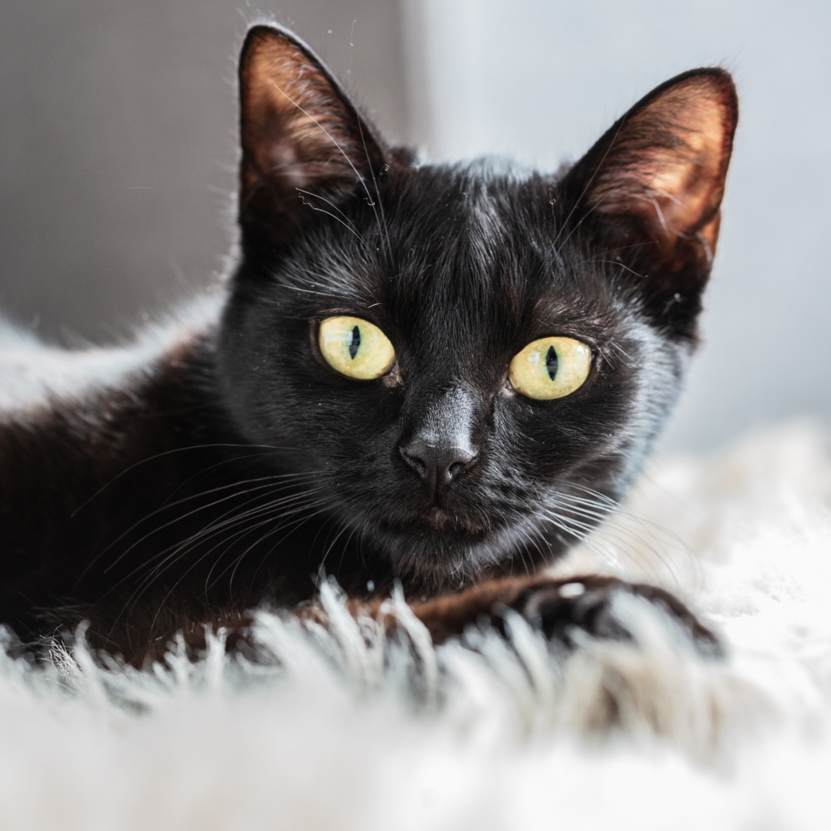 cat missing eyelashes