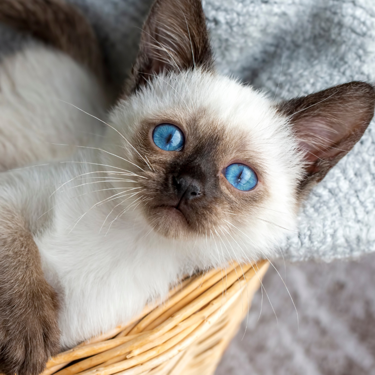 fluffy siamese kitten