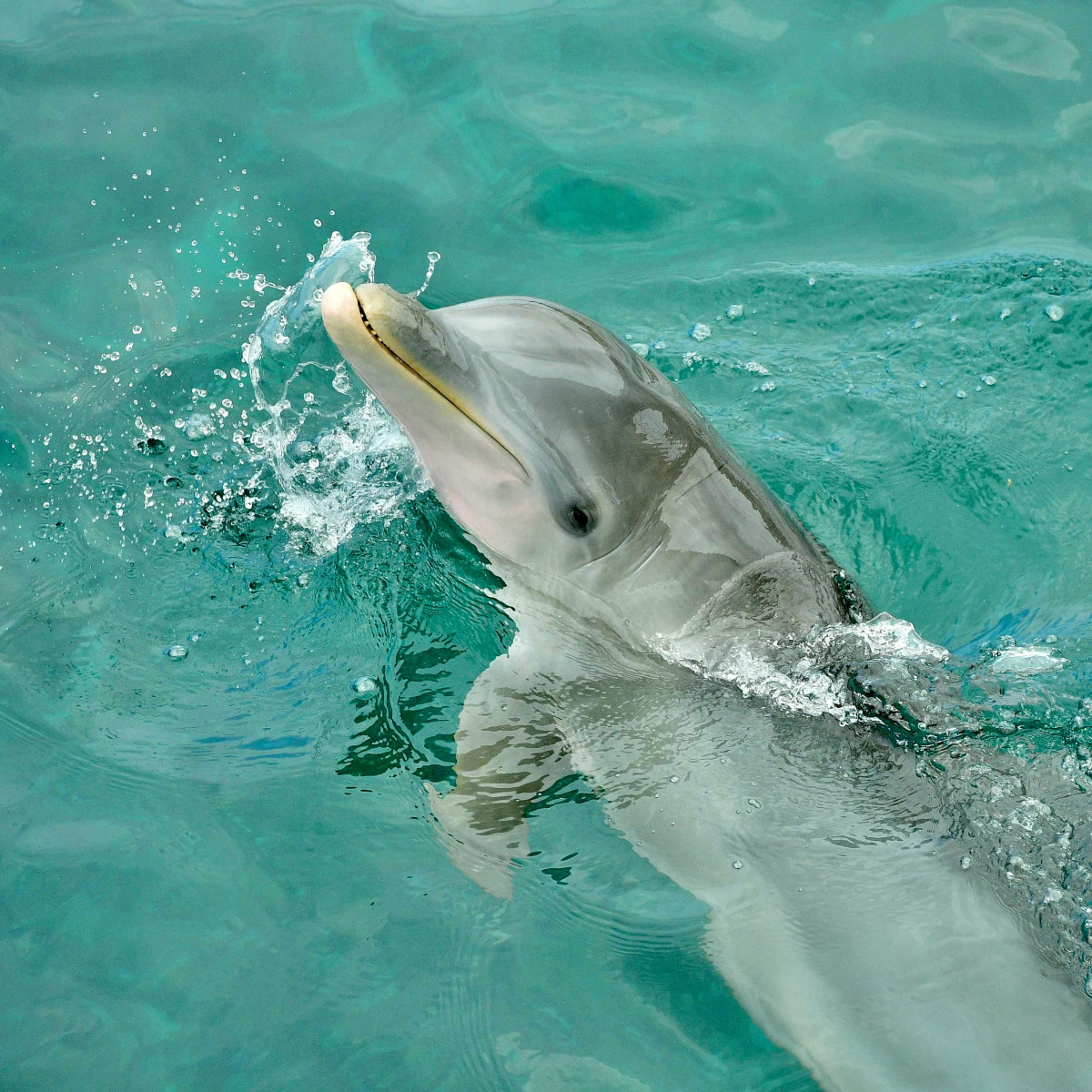 cute dolphins jumping