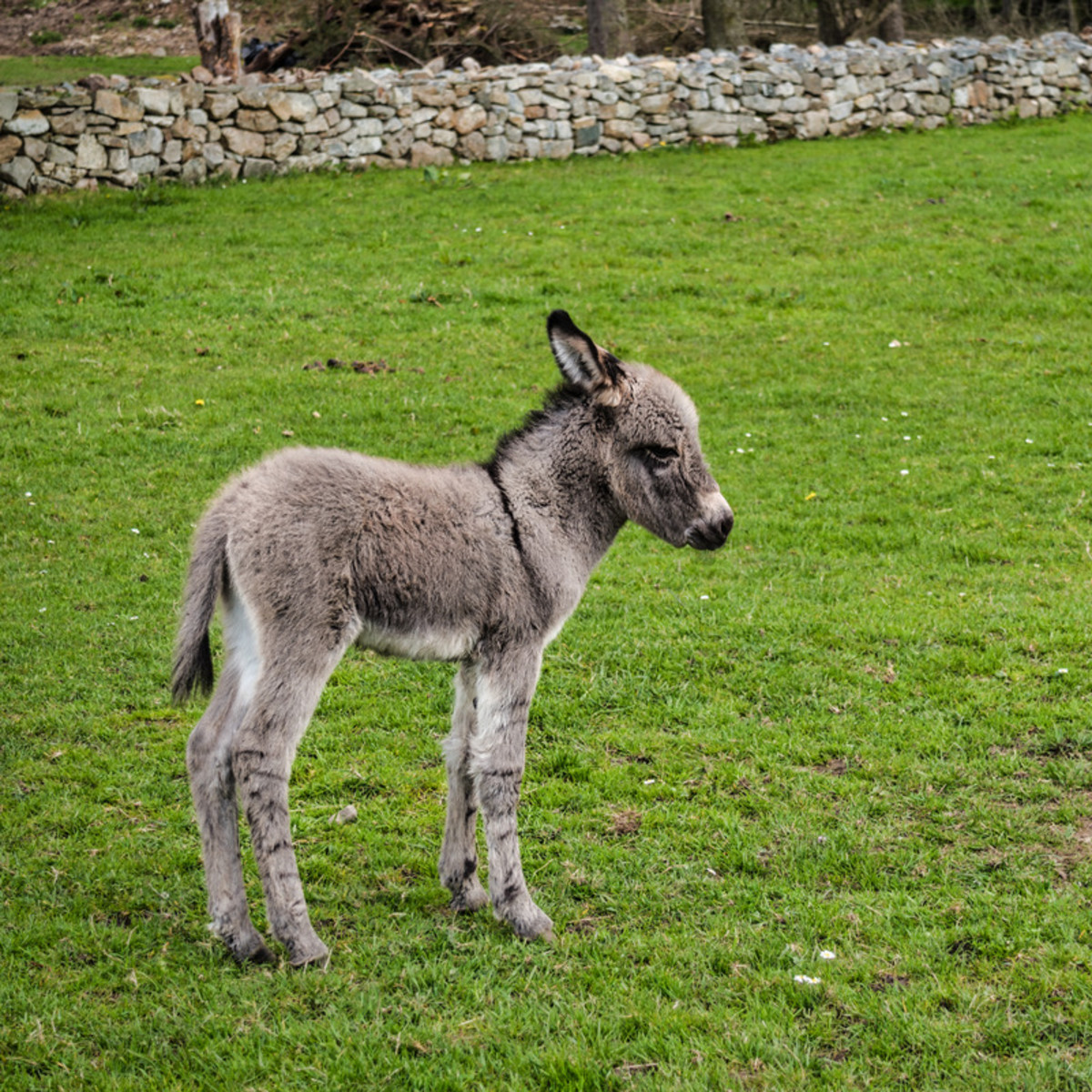 newborn donkey