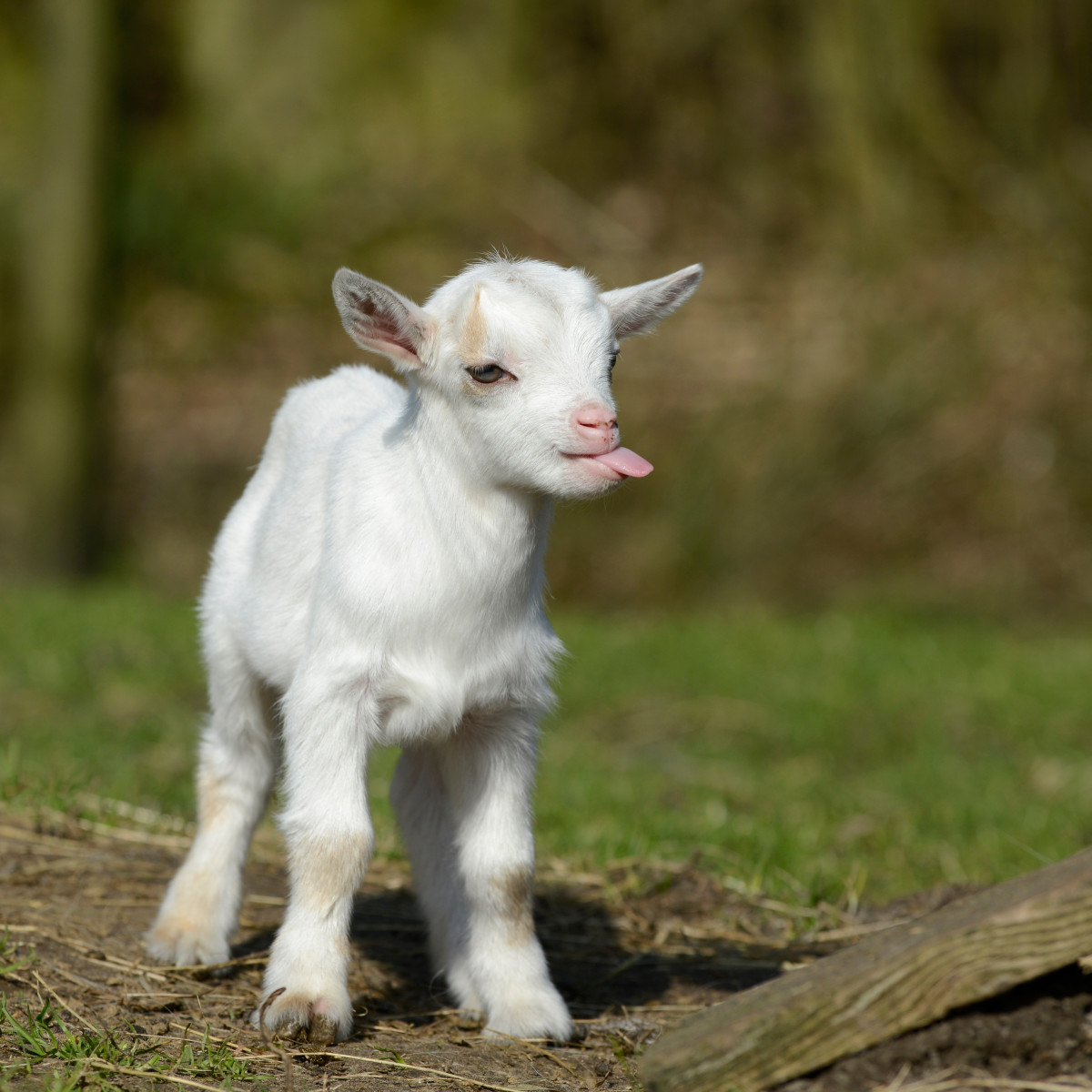 pouting baby goat