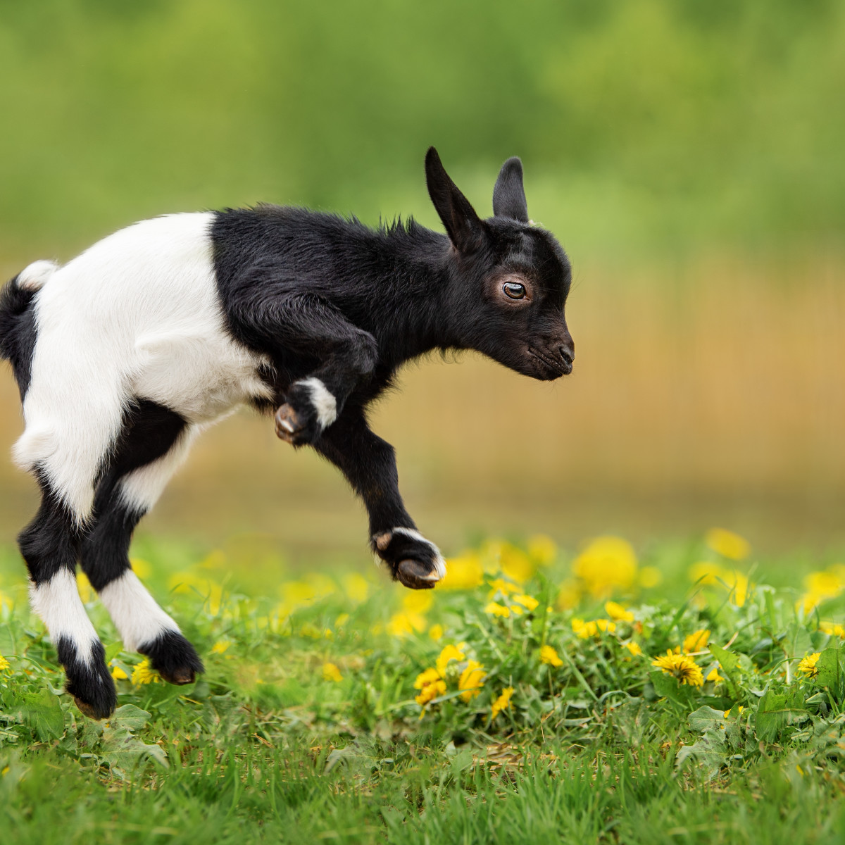cutest mini goats