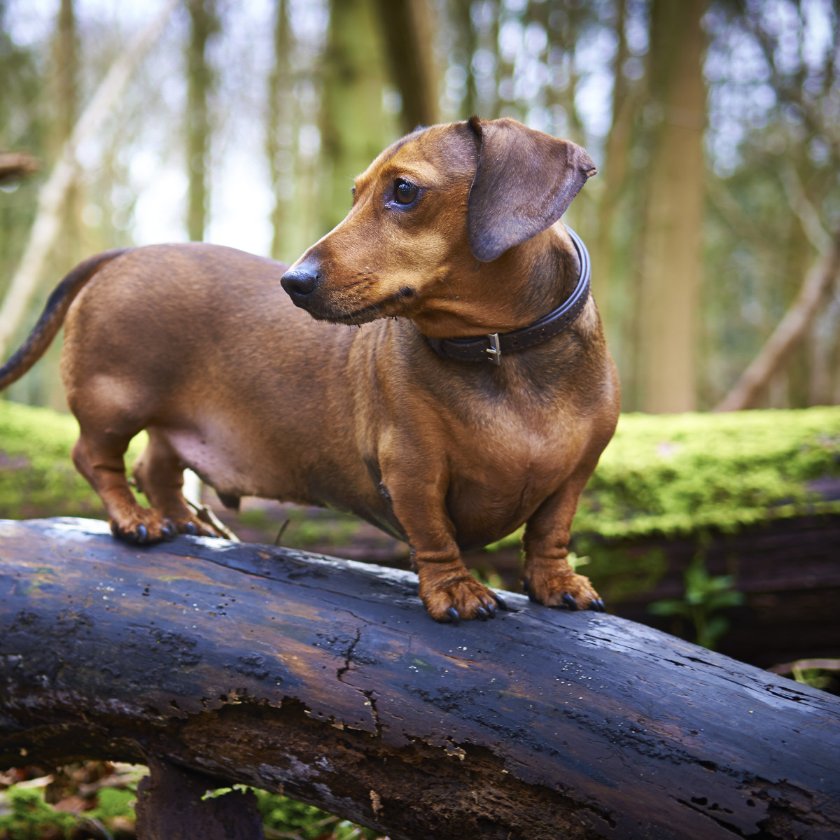 dachshund sit