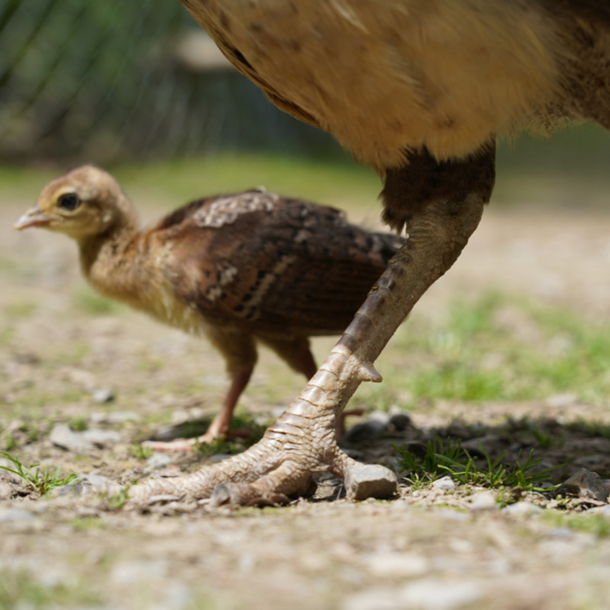 peacock chicks