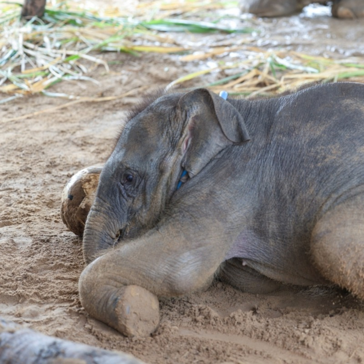 sleeping elephants