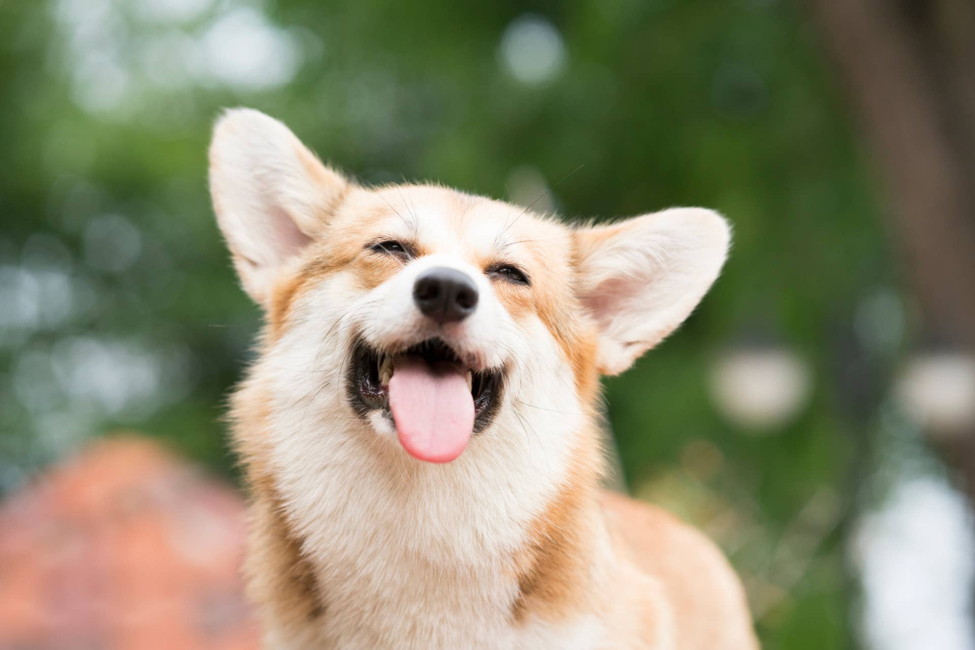 Corgi Growling Sound