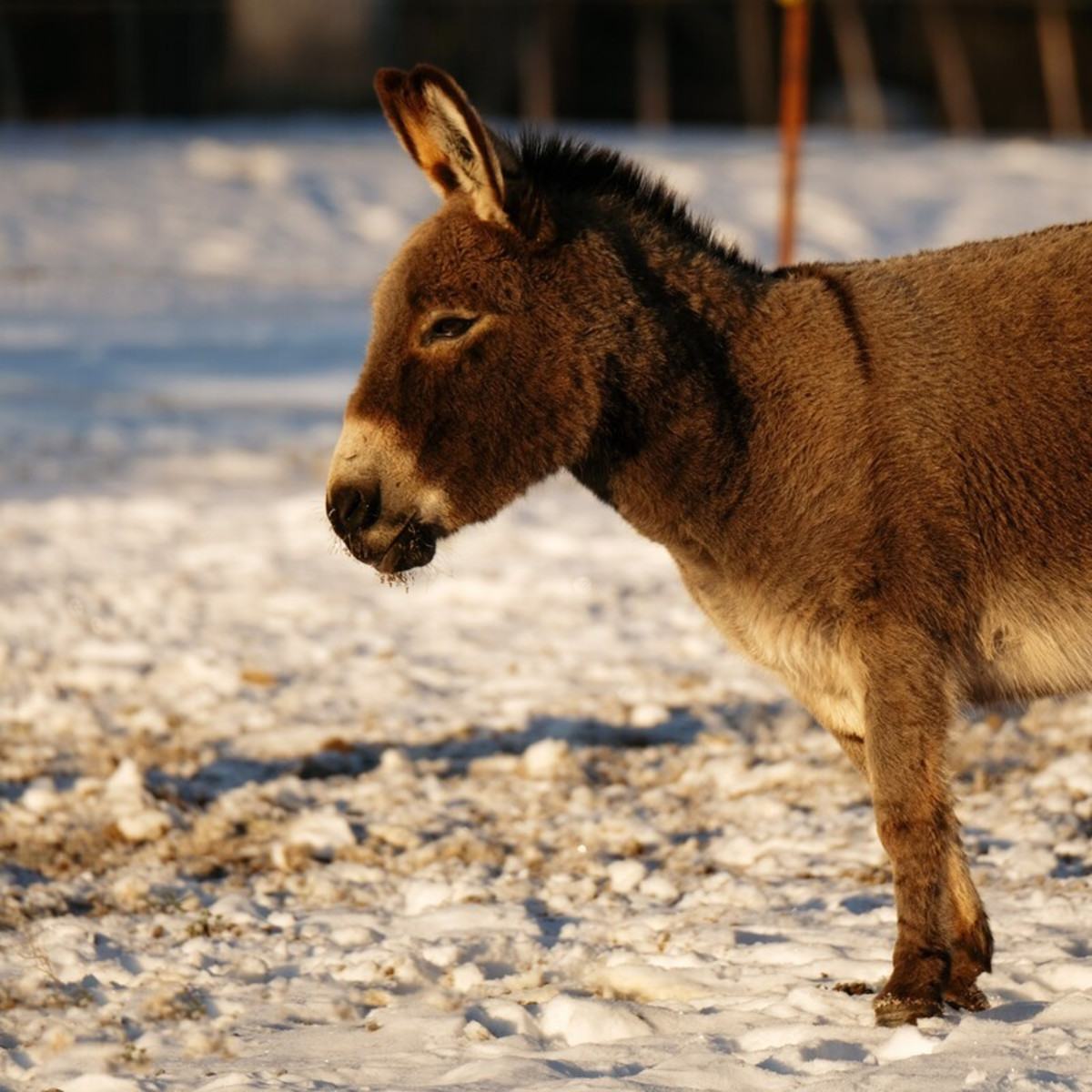 pet donkey went missing