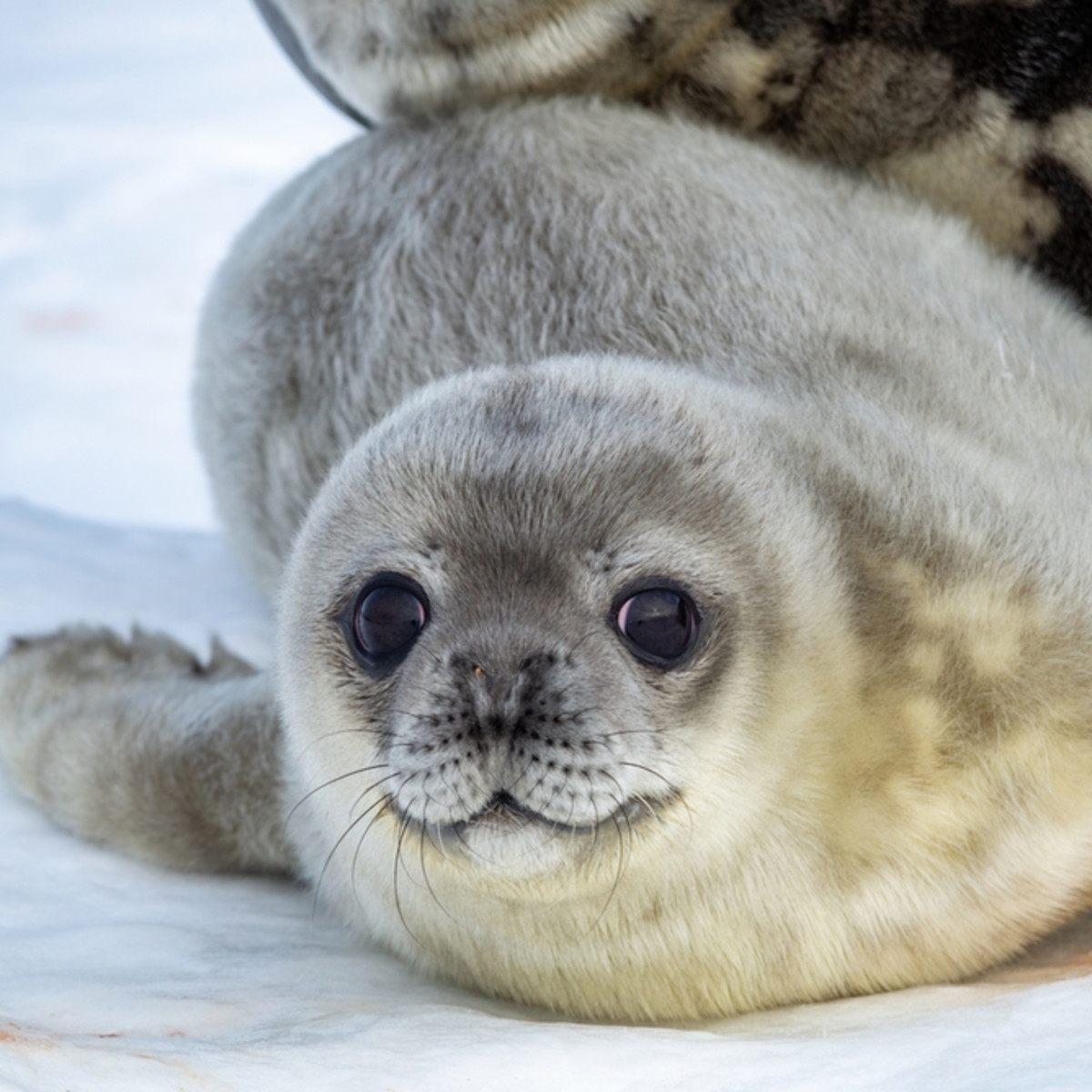 fluffy seal