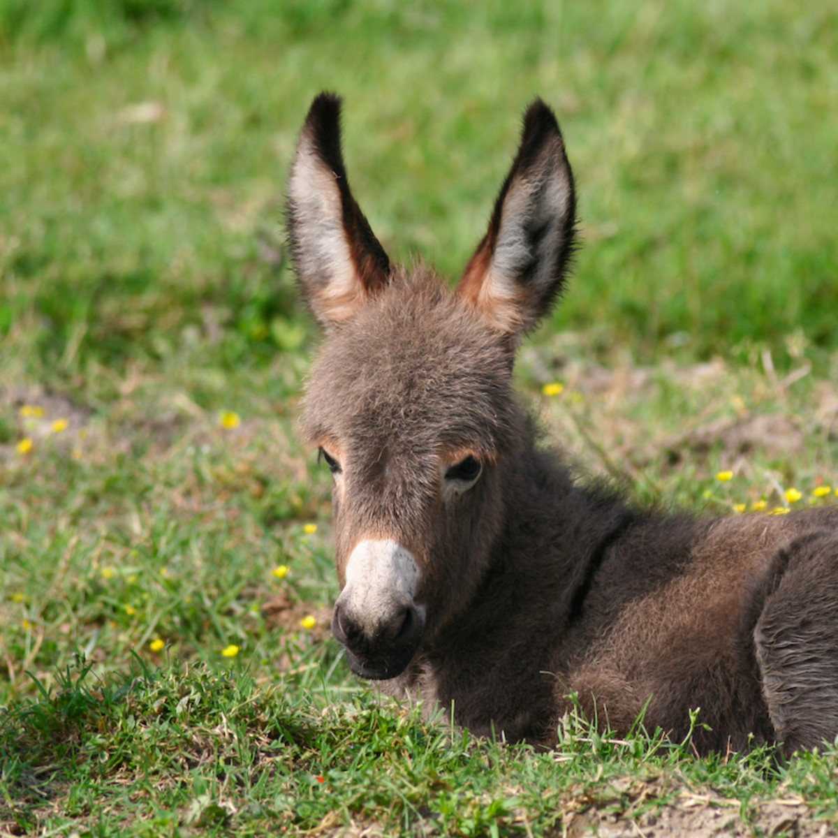 newborn donkey called