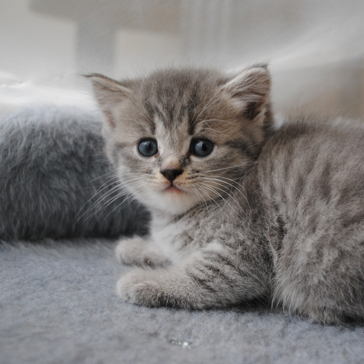 gray kitten
