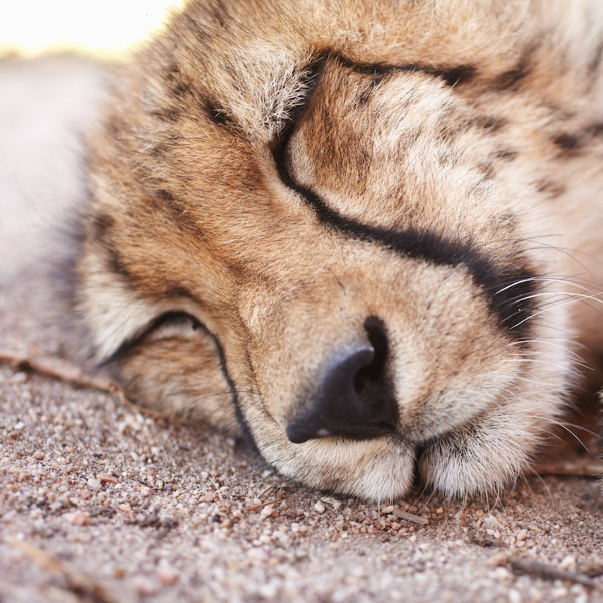 do cheetahs make noise