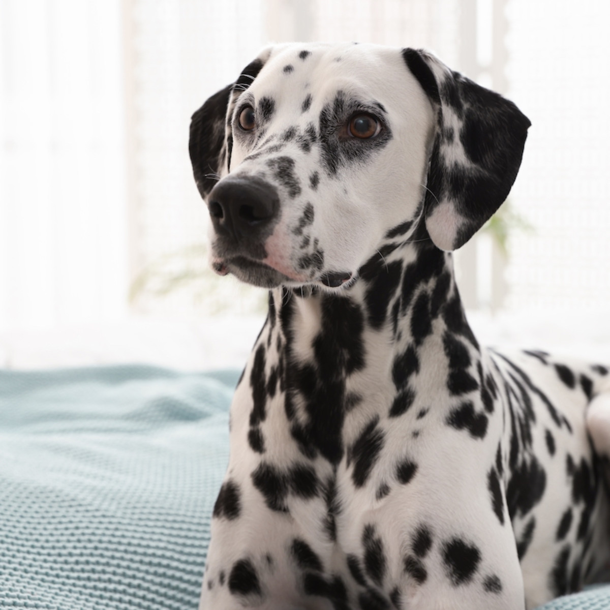 dalmatian recall