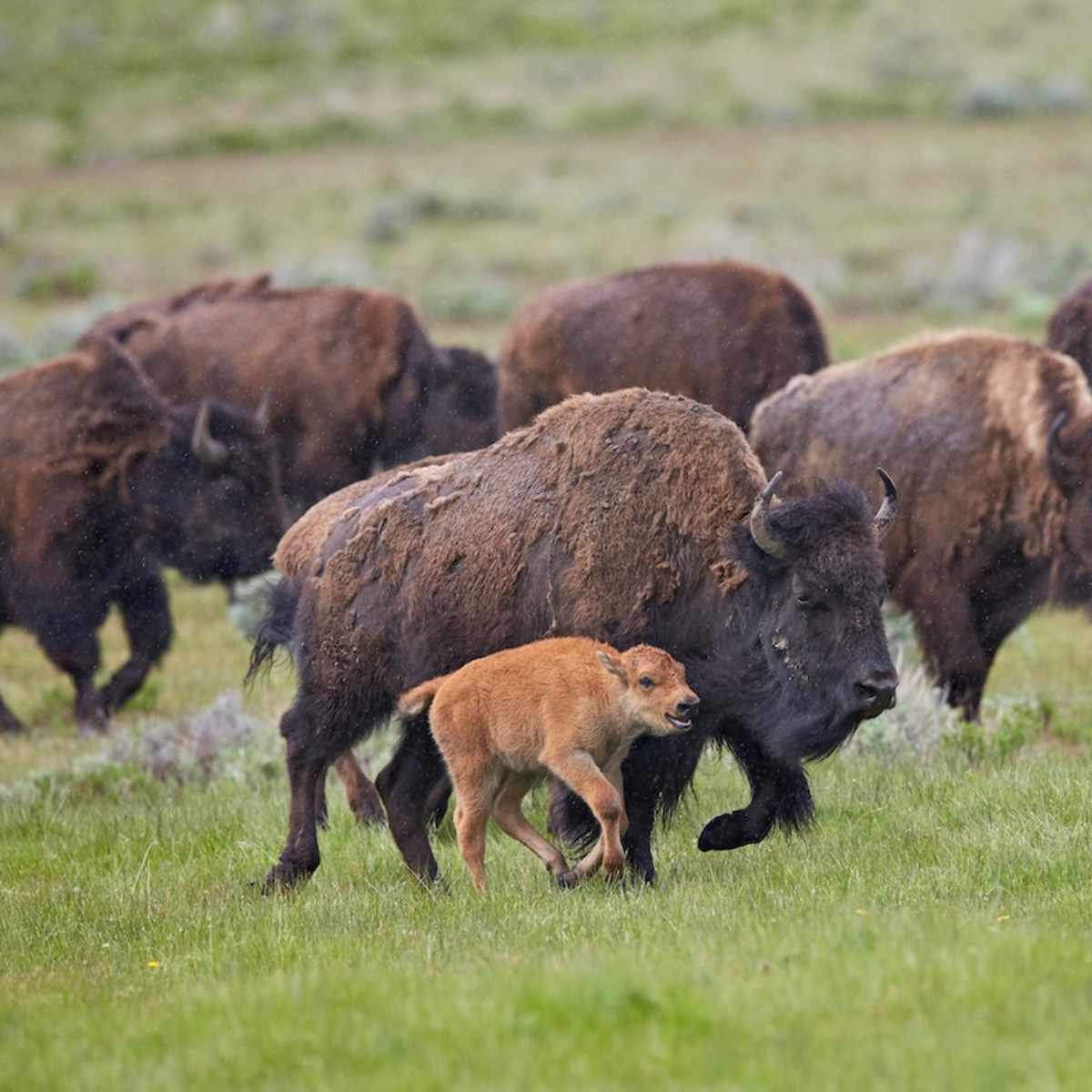 baby bison zoomies