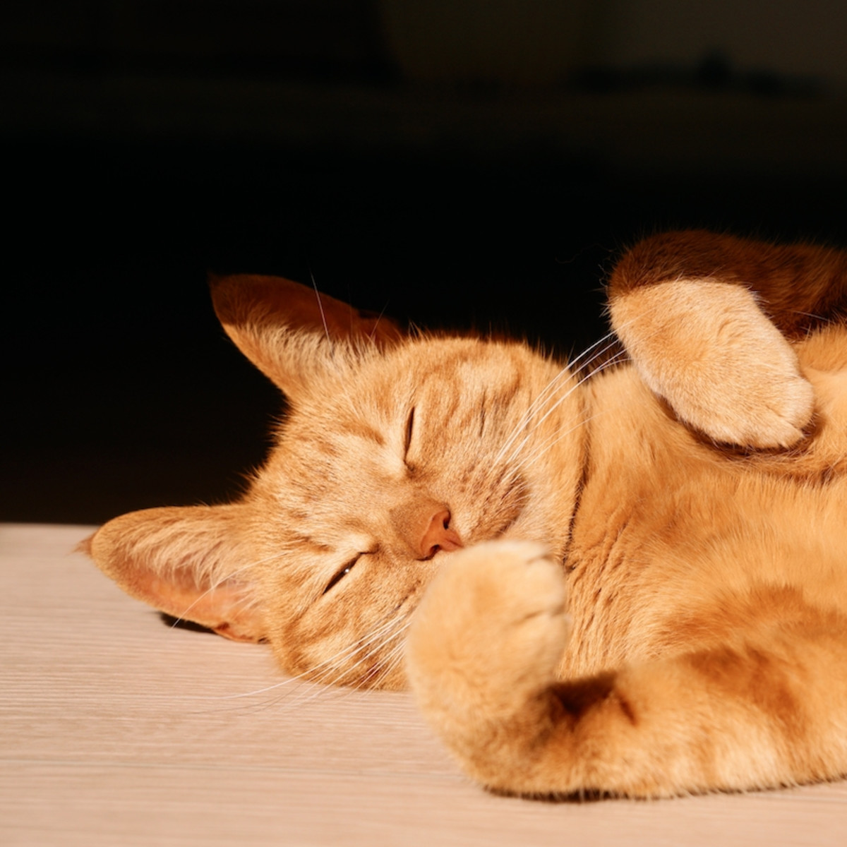 orange kitten sleeping