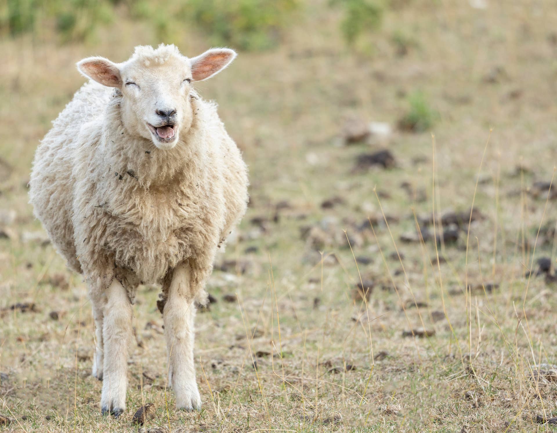 Cute Names For Brown Sheep