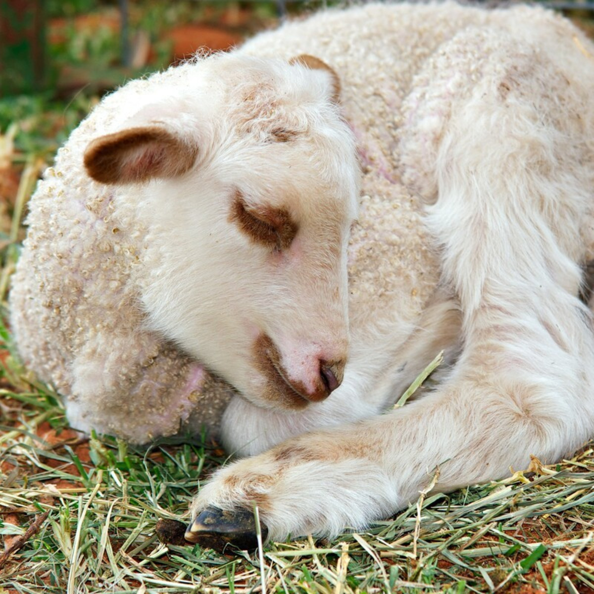 slept like a lamb