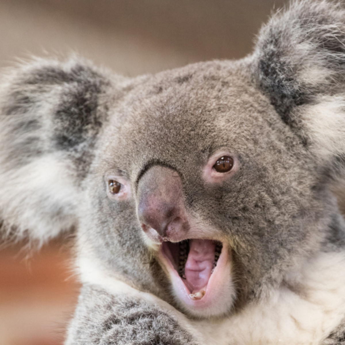 koala bear have teeth