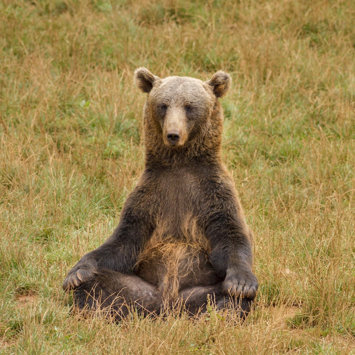 bears sitting down