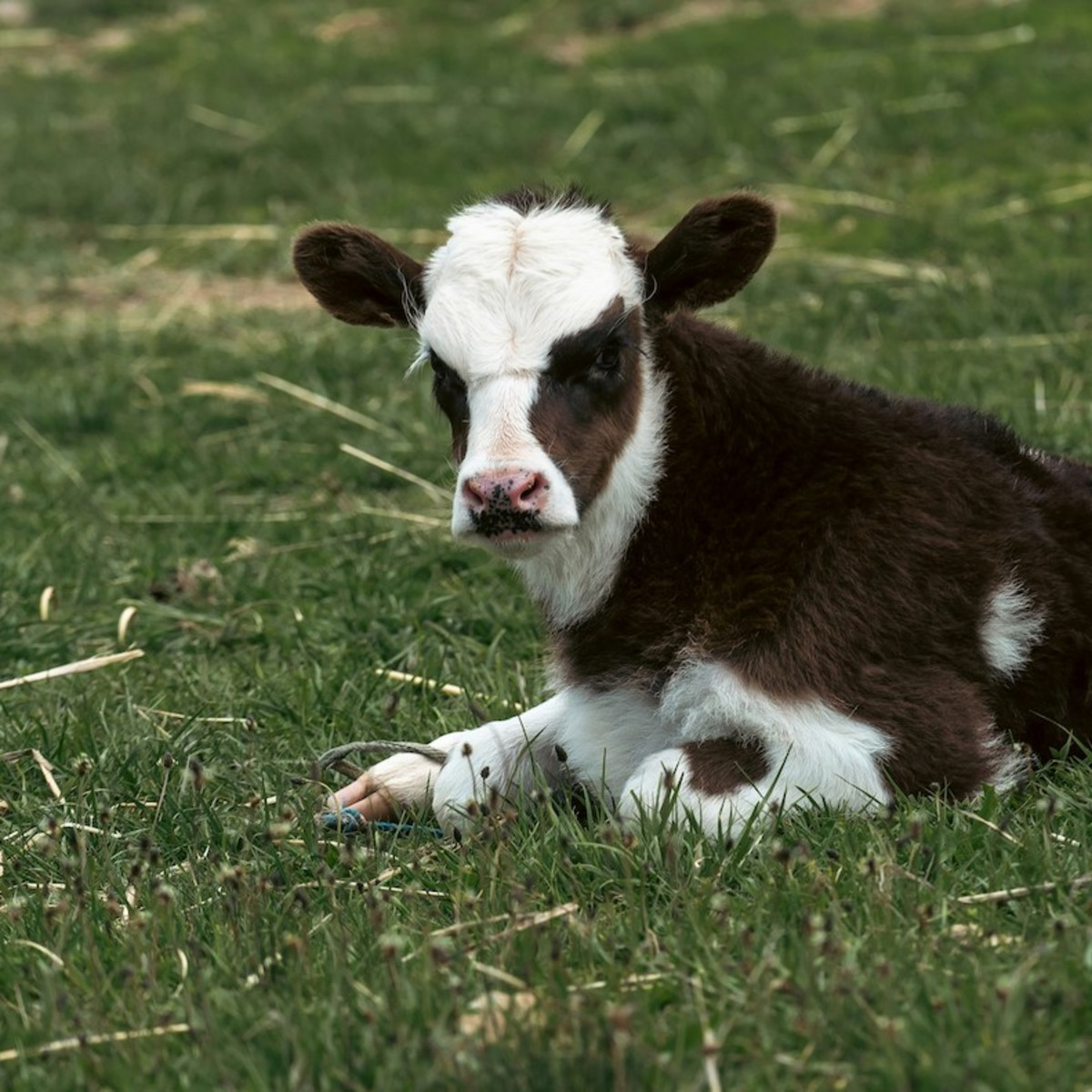 cute calf