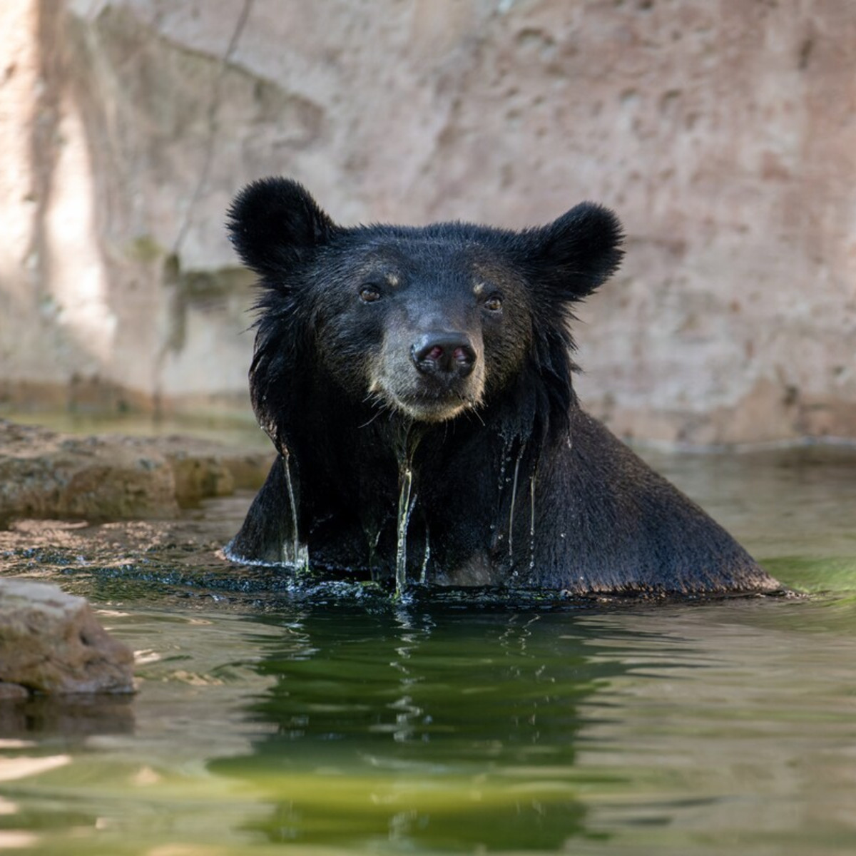 pet black bear