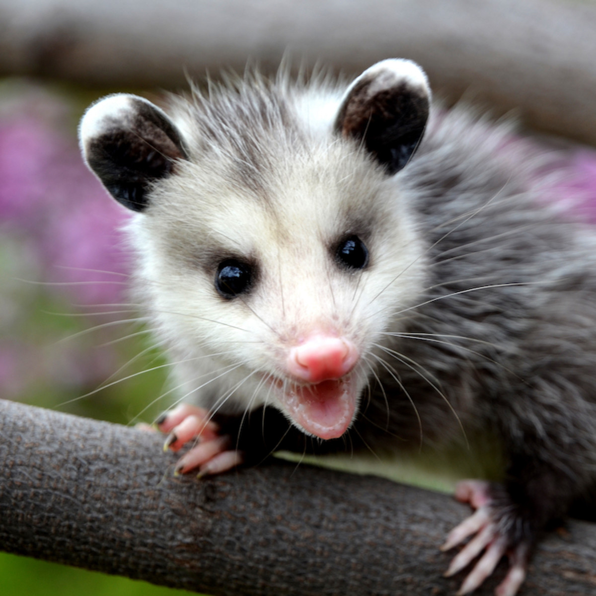 newborn opossum