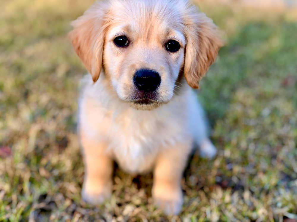 Blije Golden Retriever Pup Golden Retriever Pups Te Koop | Puppyplaats
