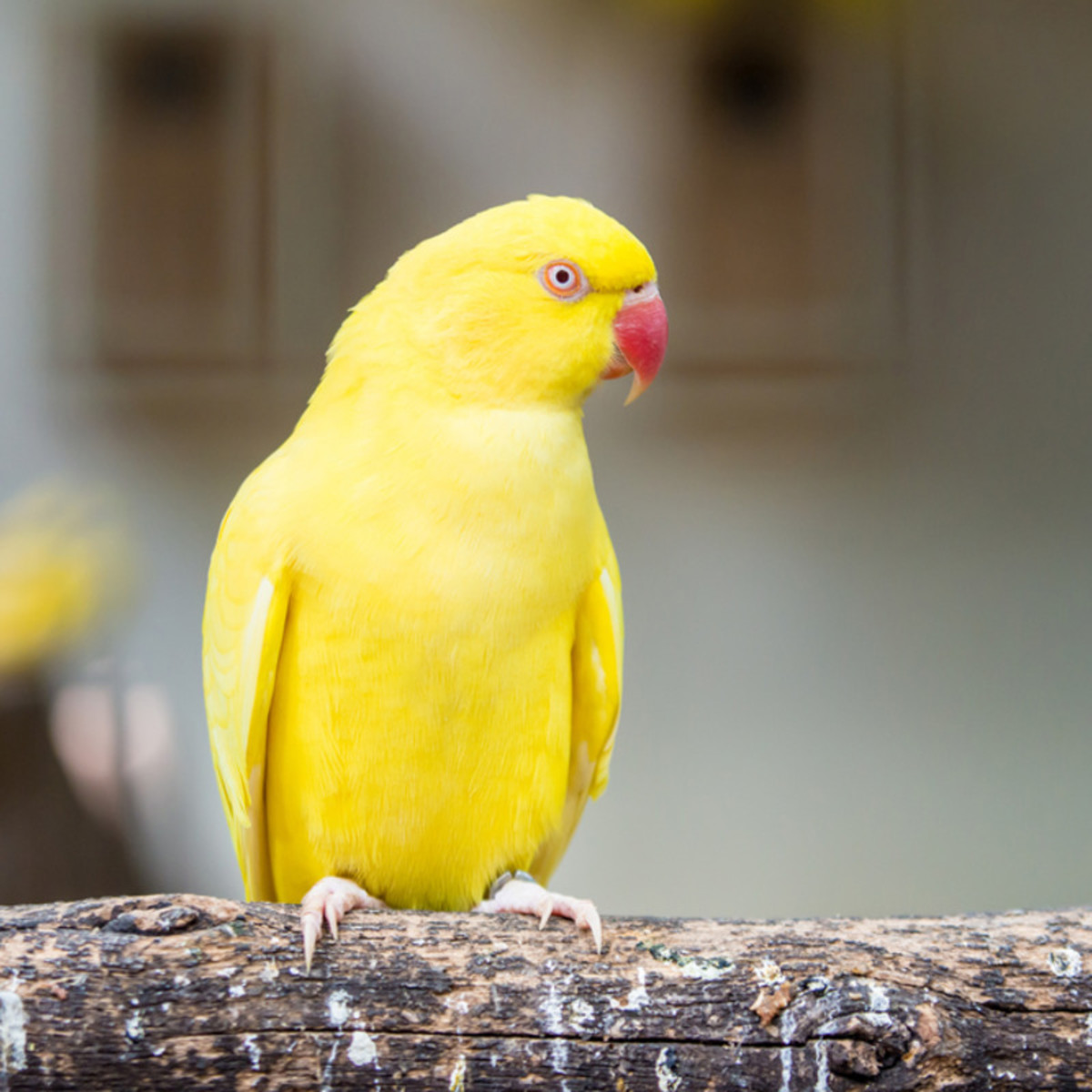 parrot yellow