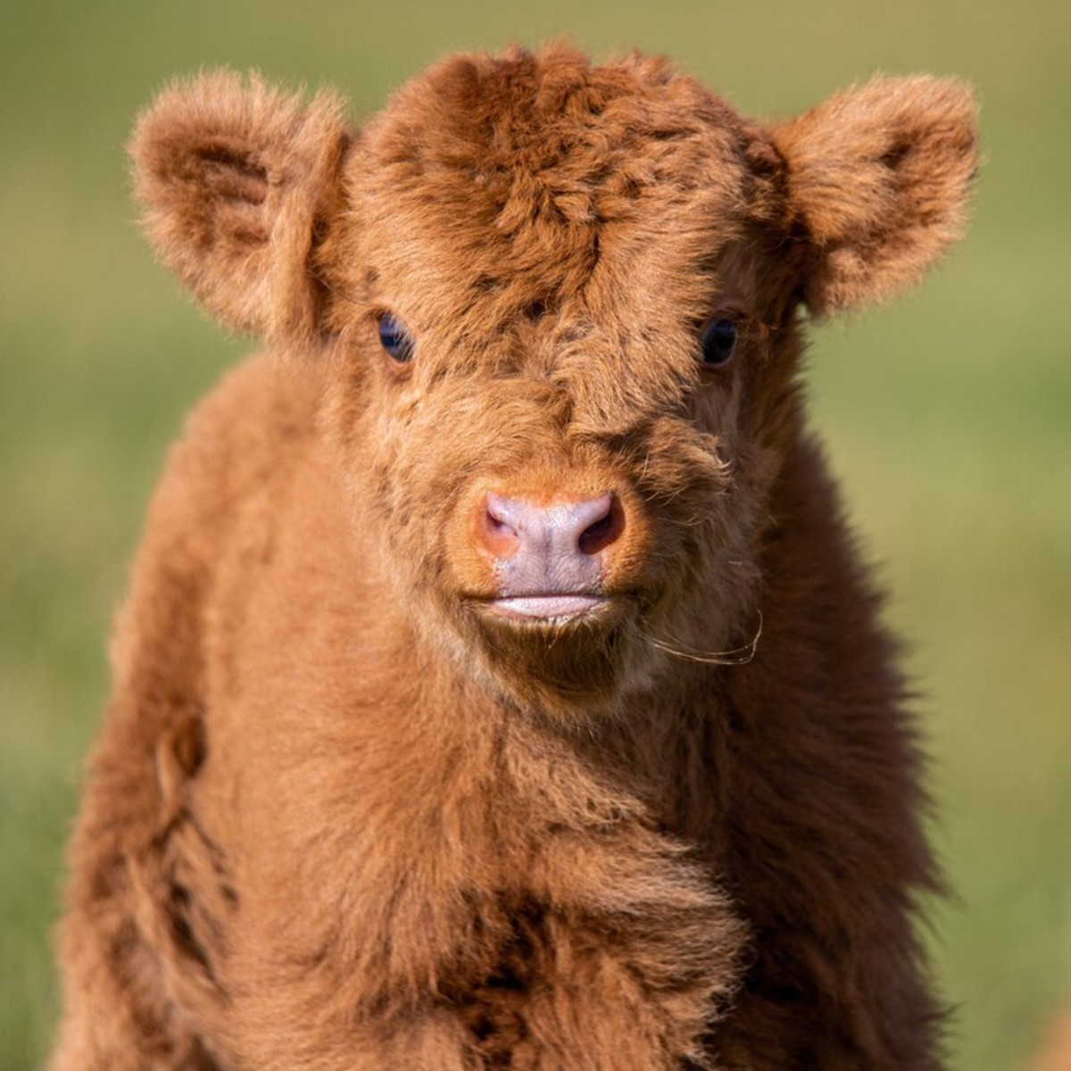 mini fluffy cow