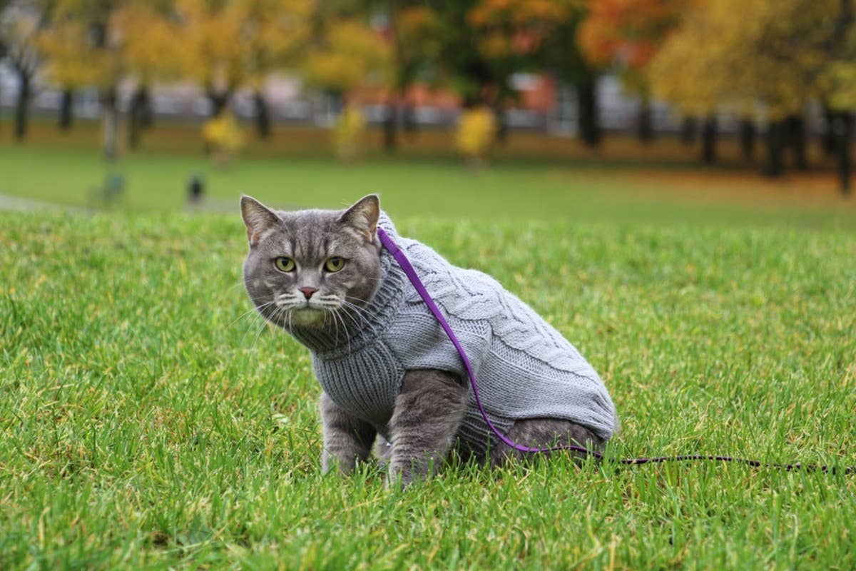 Cats In Sweaters
