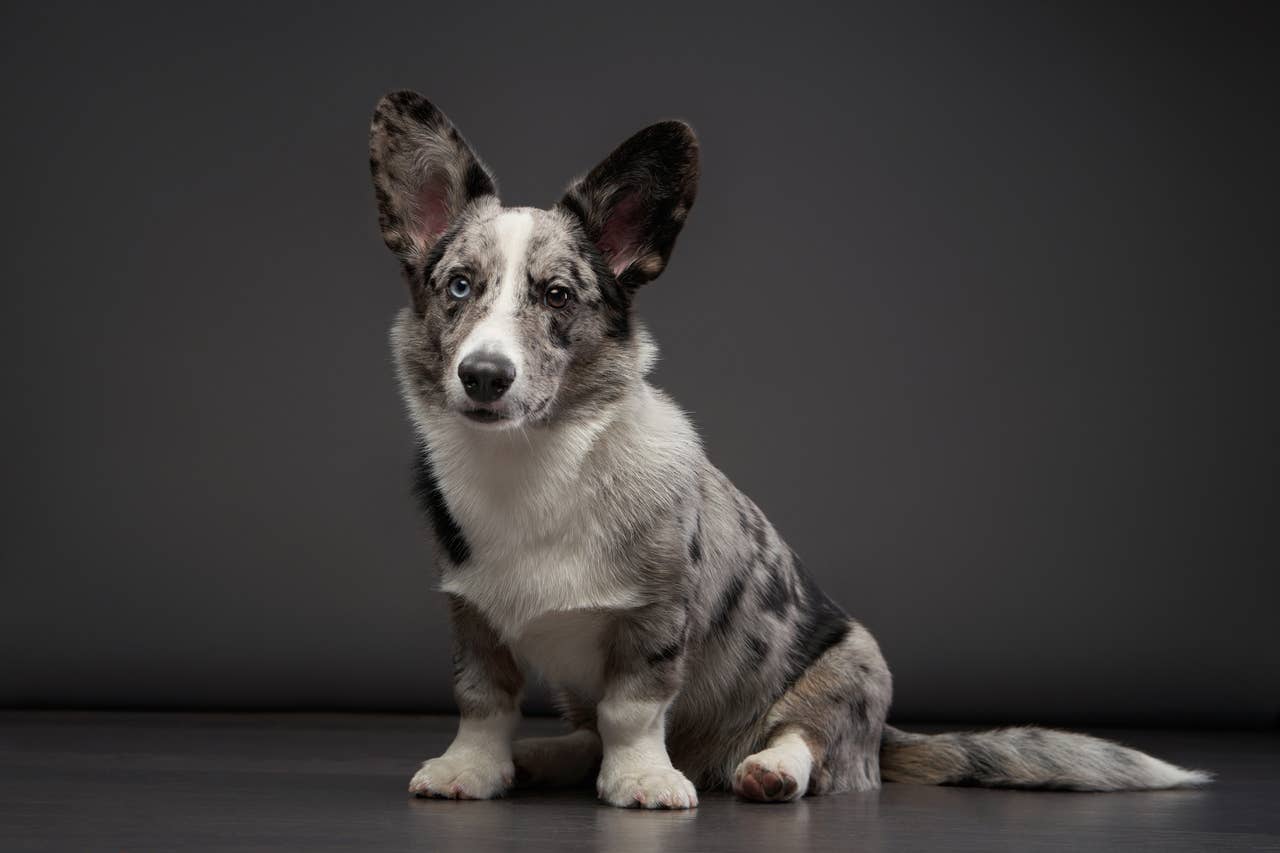 Cute Girl Dog Names For Grey Dogs