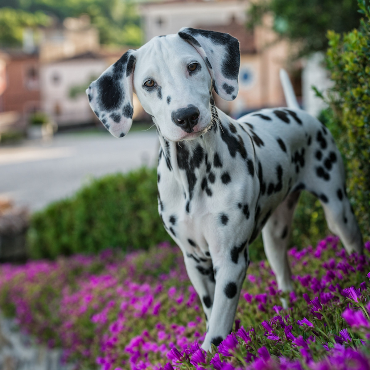 blue dalmatian