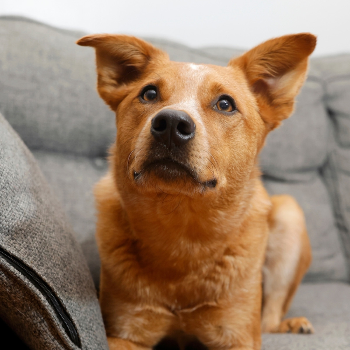 brown aussie cattle dog