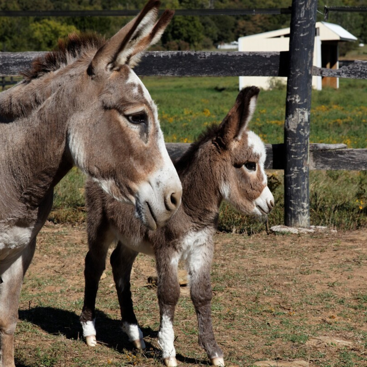 baby mini donkeys