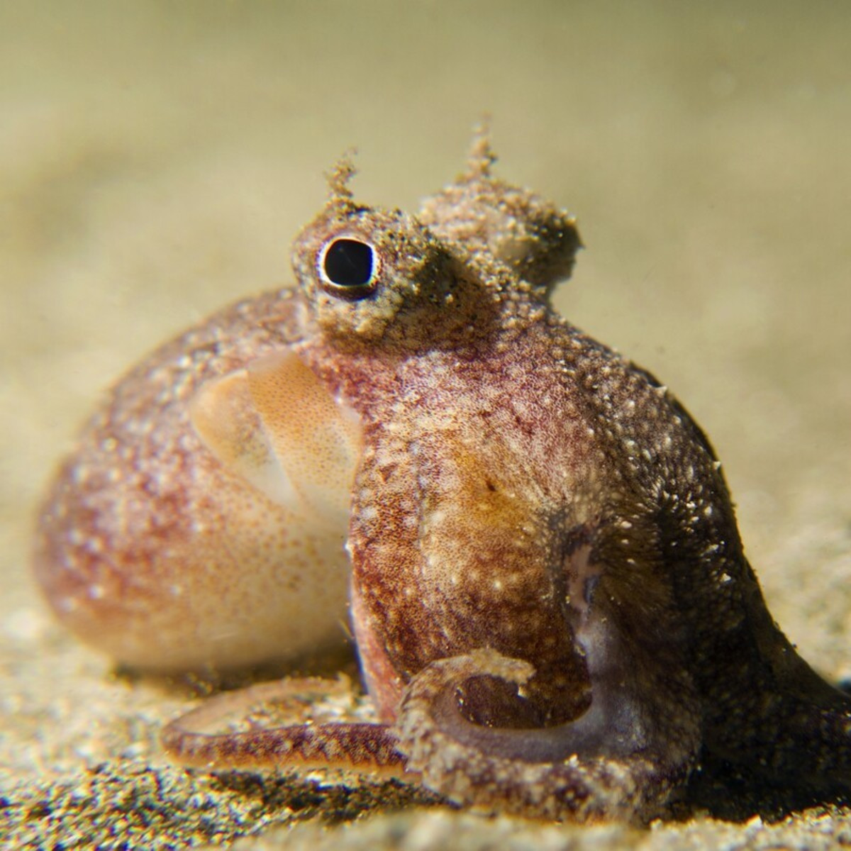 small octopus