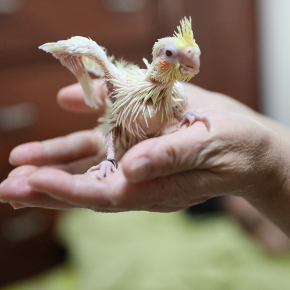 baby cockatoo name