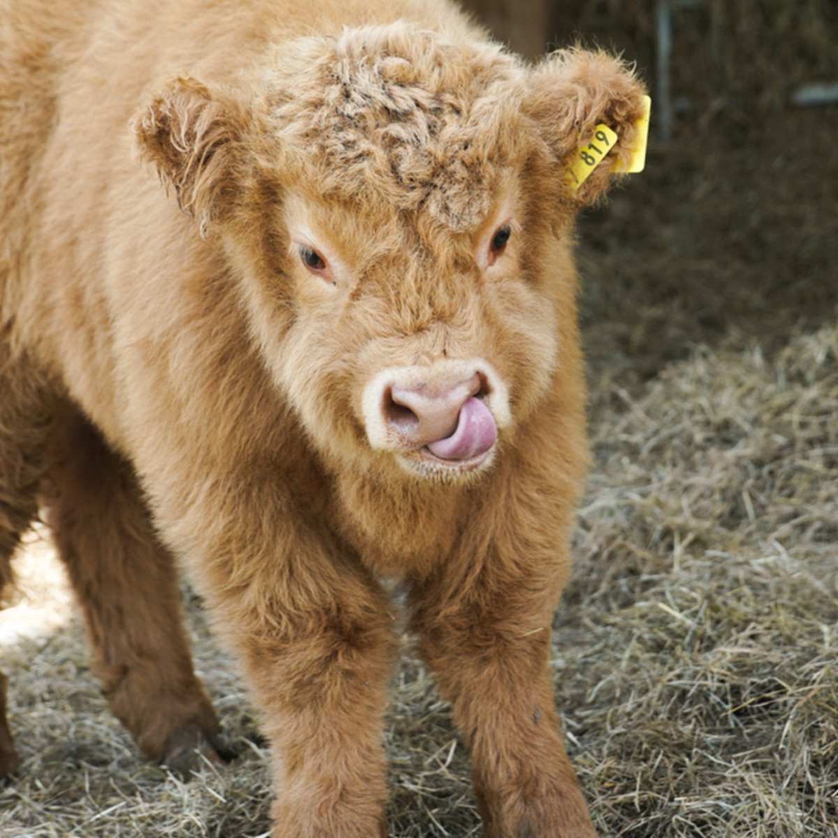 light brown fluffy cows