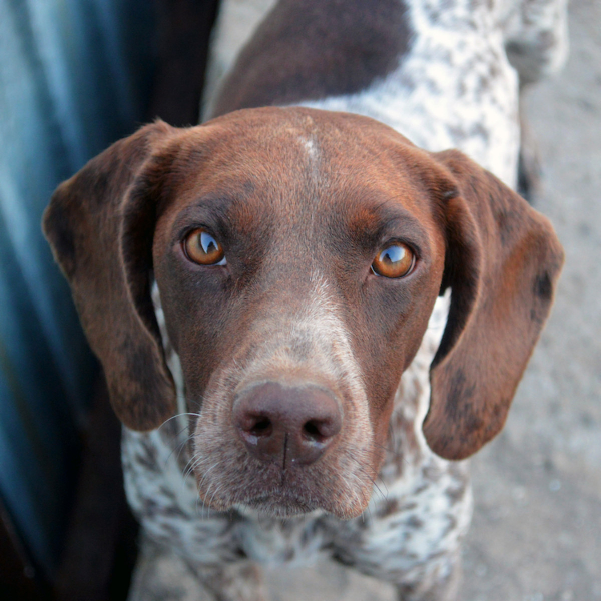 german shepherd harmonica