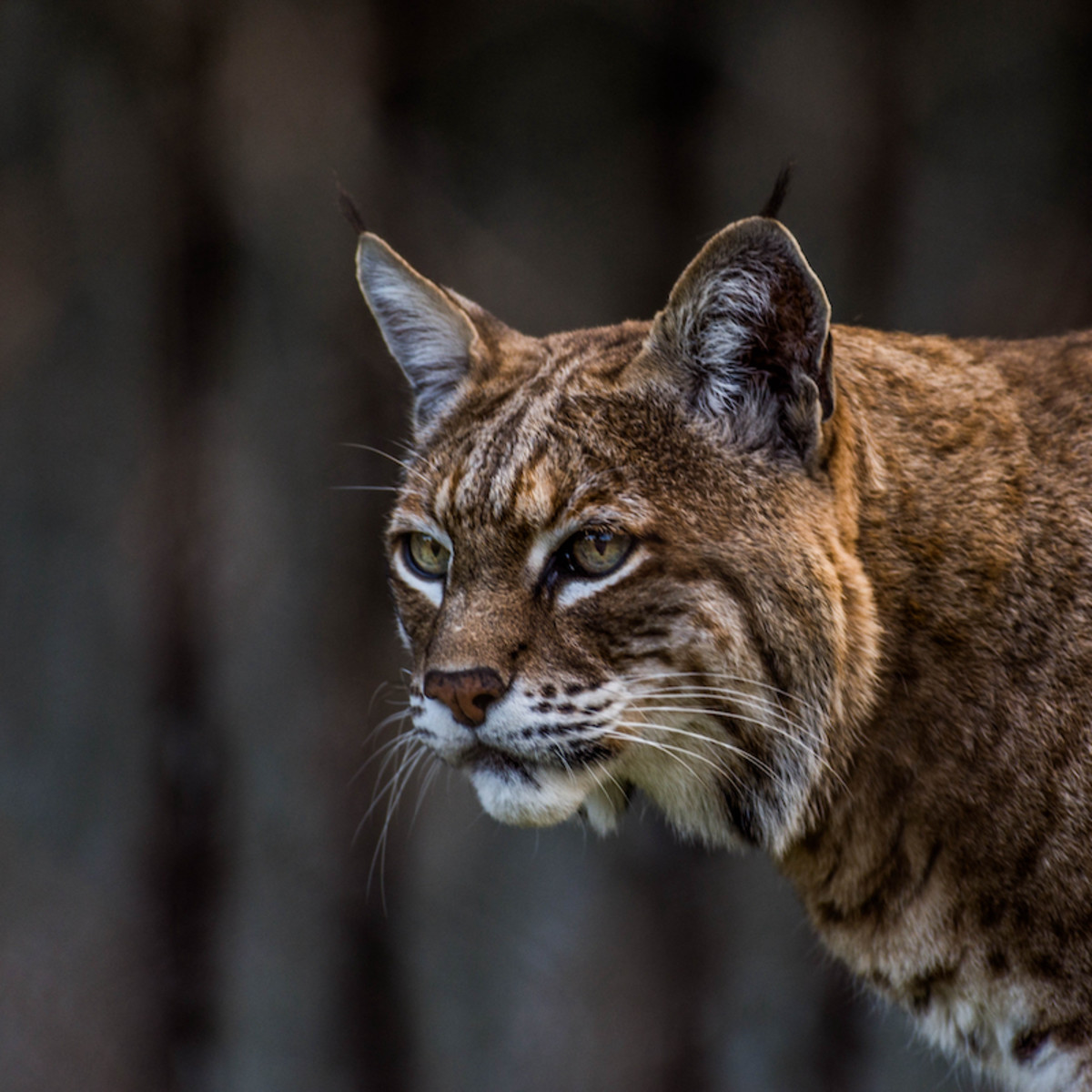 bobcat face profile