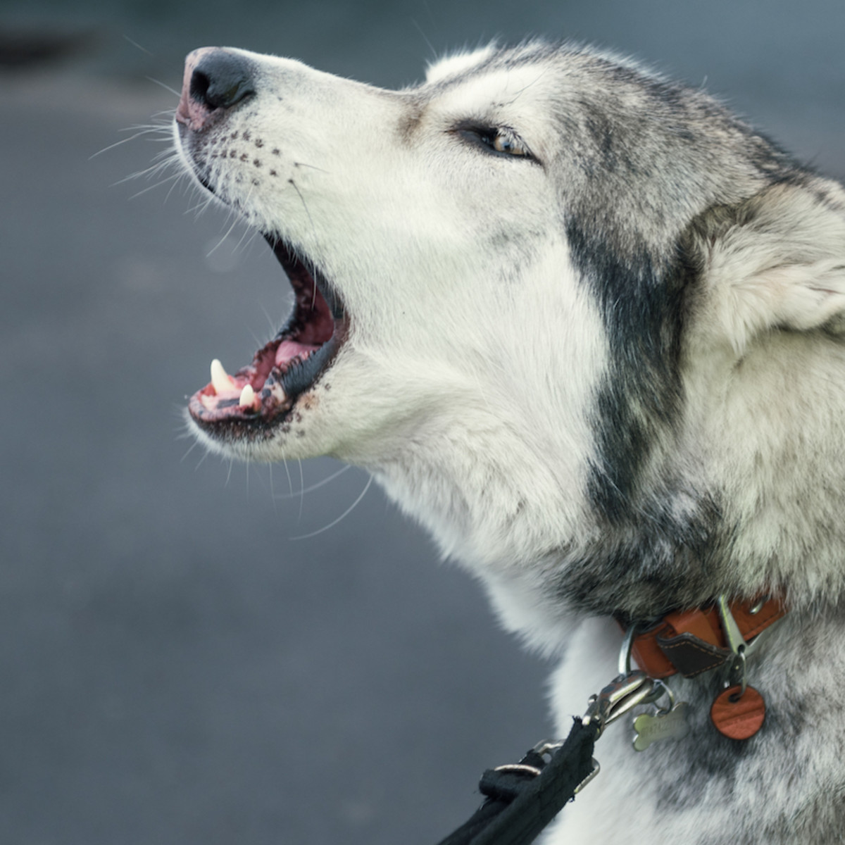 why do huskies snap their teeth