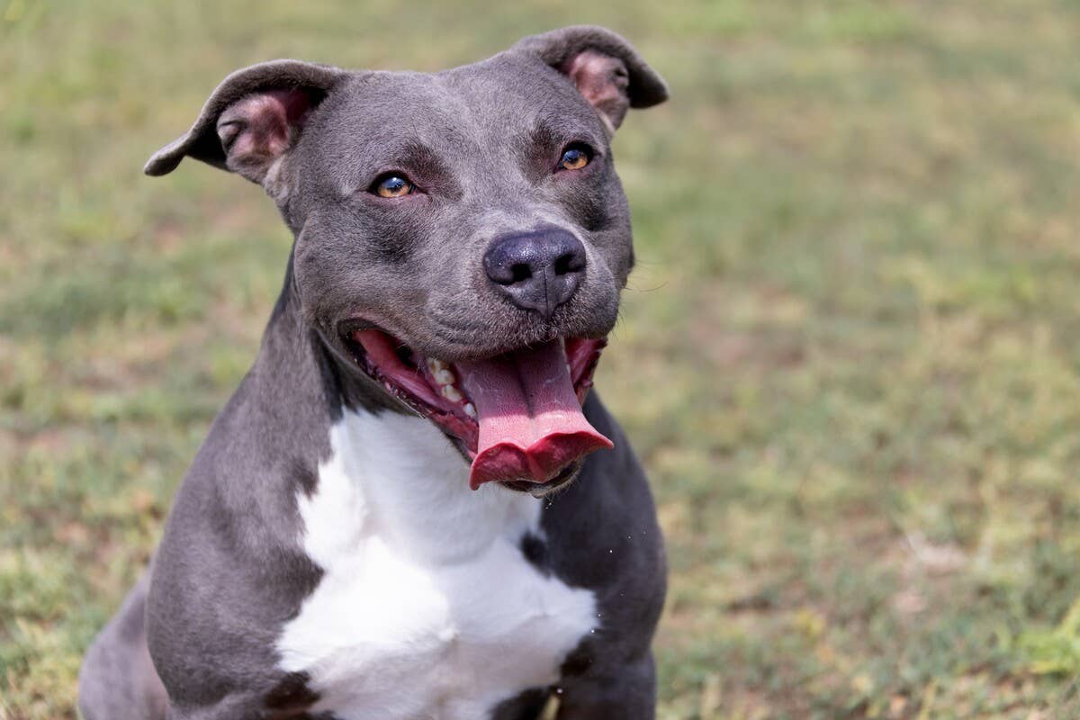 Light Blue Staffy